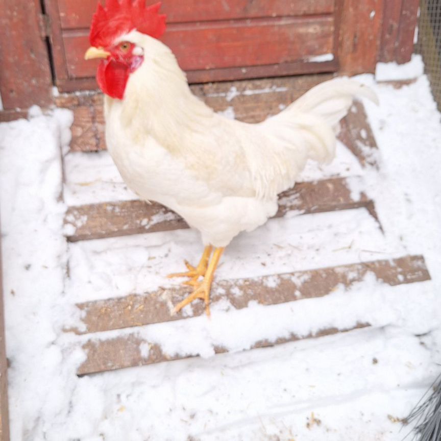 Домашние молодые петухи