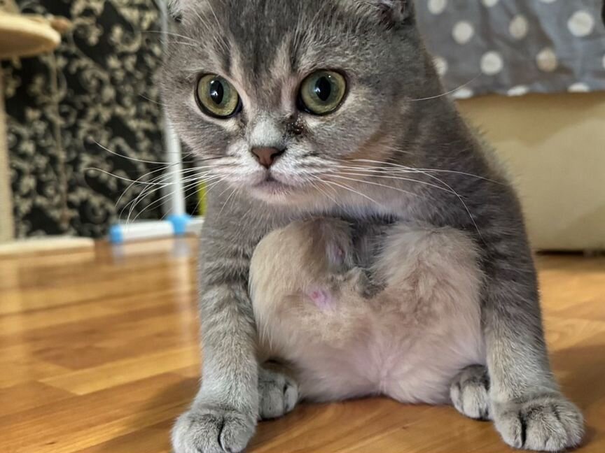 Шотландские вислоухие котята