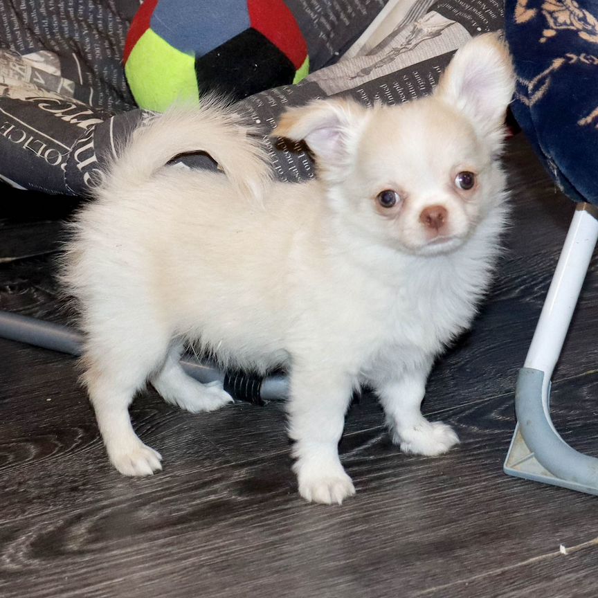 Чихуахуа, щенок