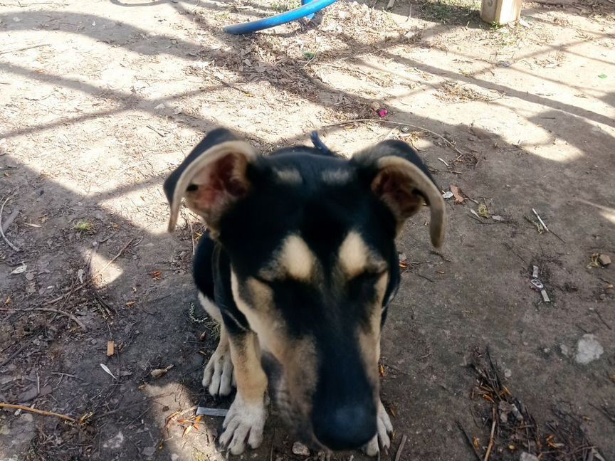 Собака в добрые руки