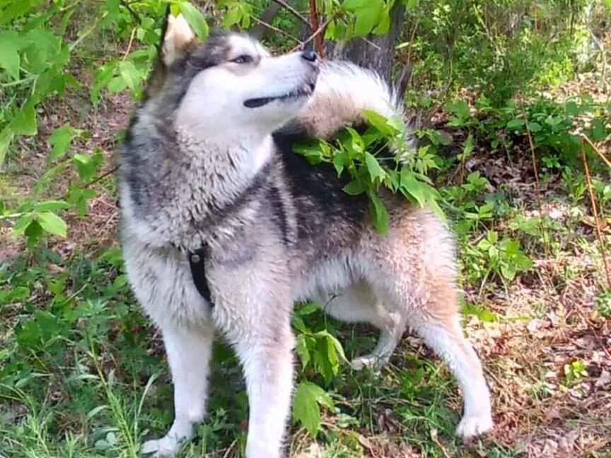 Отдам в добрые руки Маламут мальчик