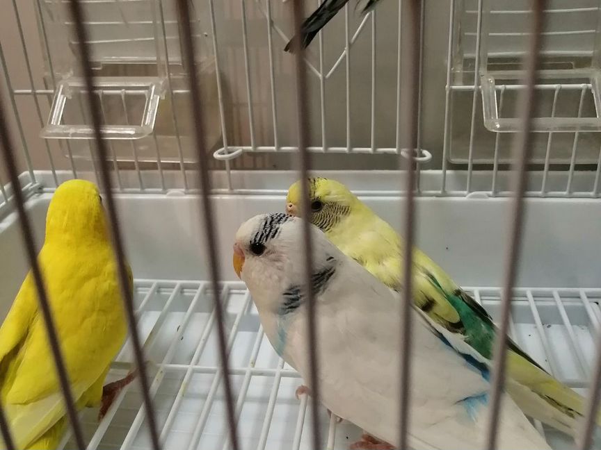 Птенцы волнистый попугай