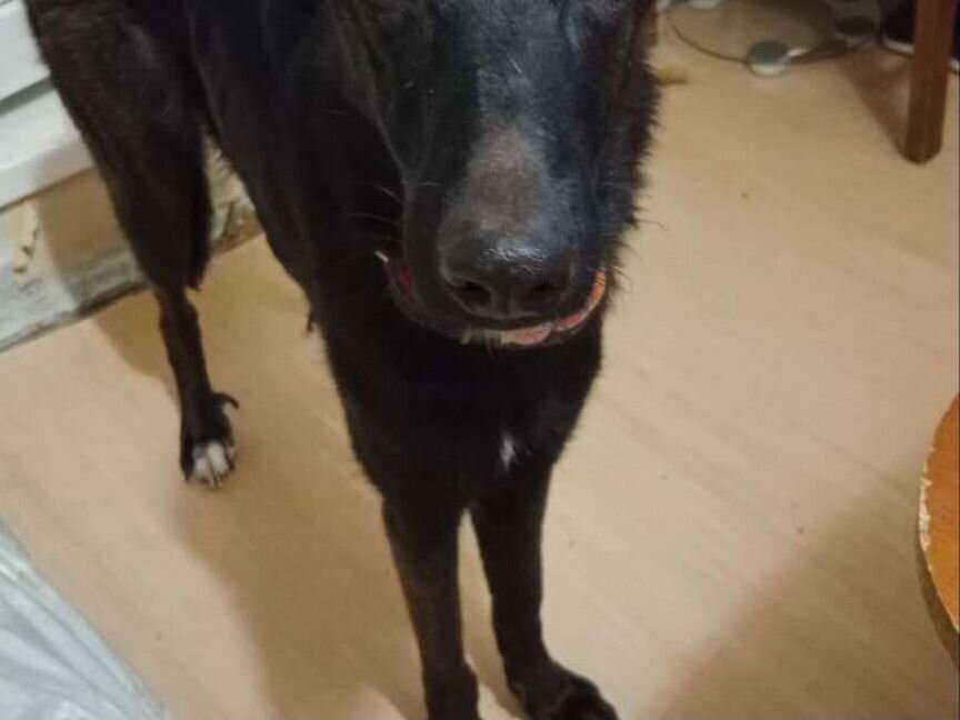 Черная овчарка, мальчик. В добрые руки