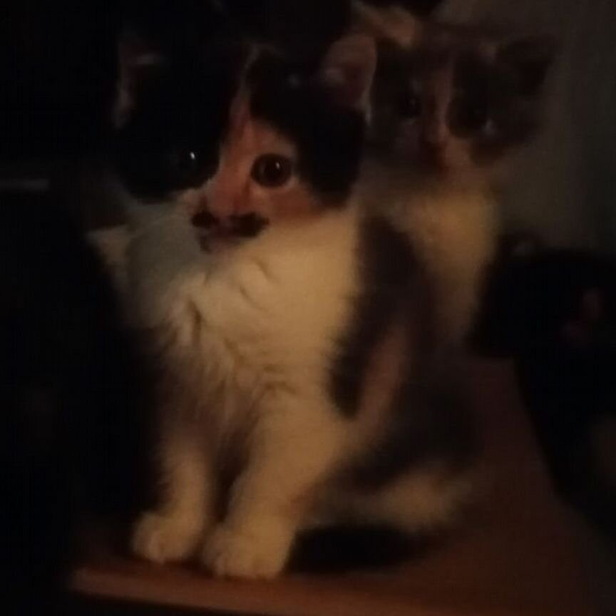 Отдам, бесплатно, котят в добрые, любящие ручки