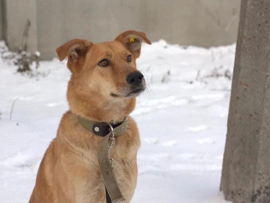 Рыжее солнышко в ответственные руки