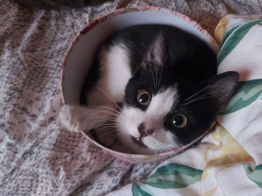 Бездомный котенок девочка в добрые руки