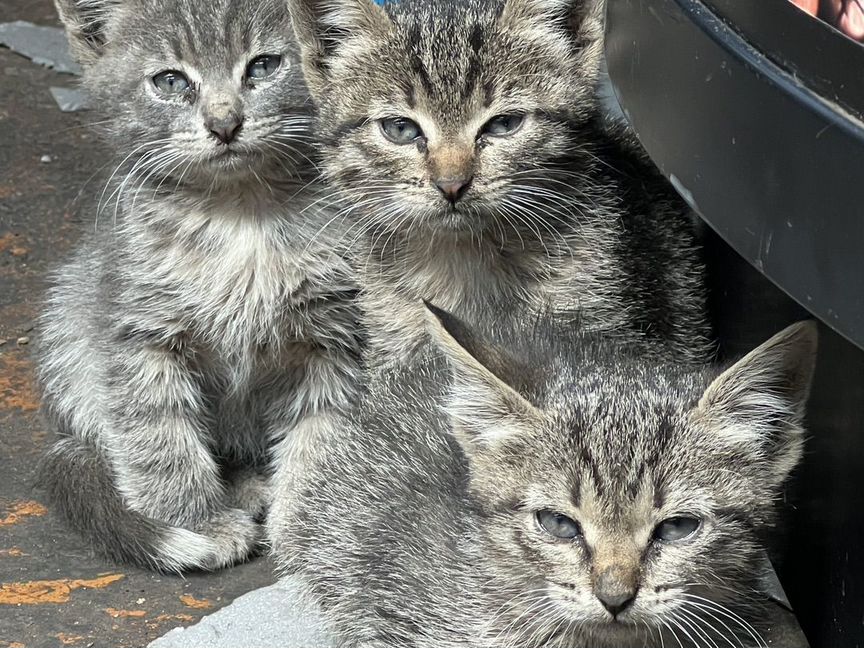 В добрые руки котята