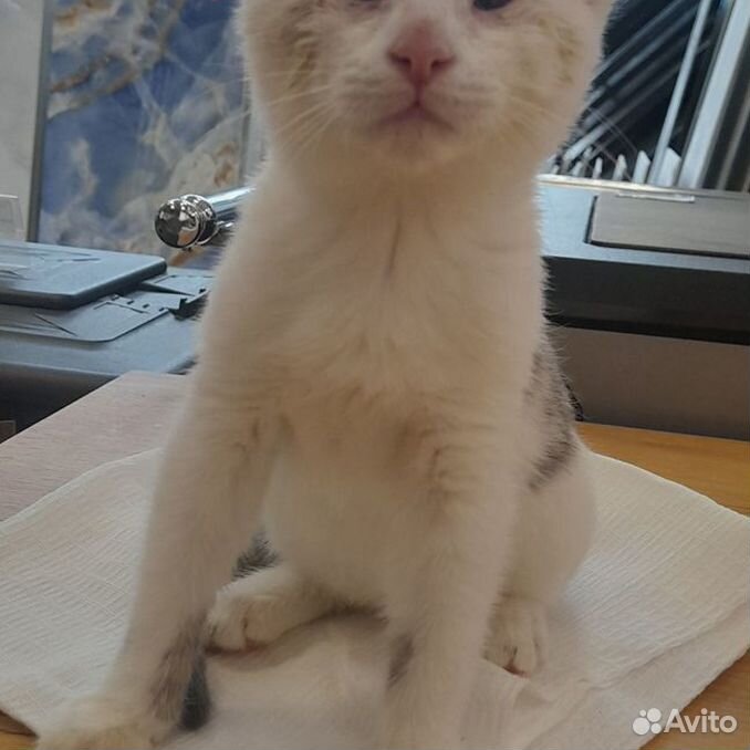 Котёнок-мальчик почти полностью слепой 2 5 месяца