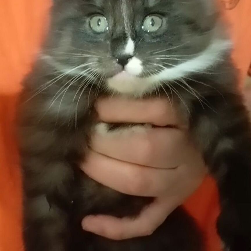 Котенок мейн-кун
