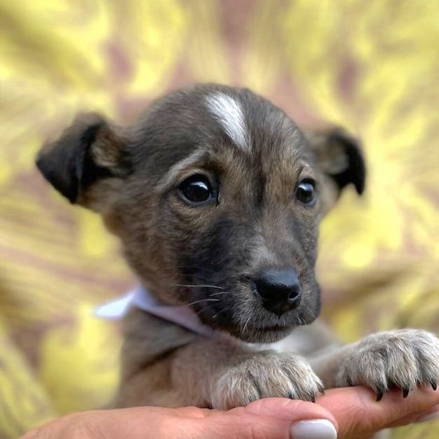 Нежная Бабочка ждет вас