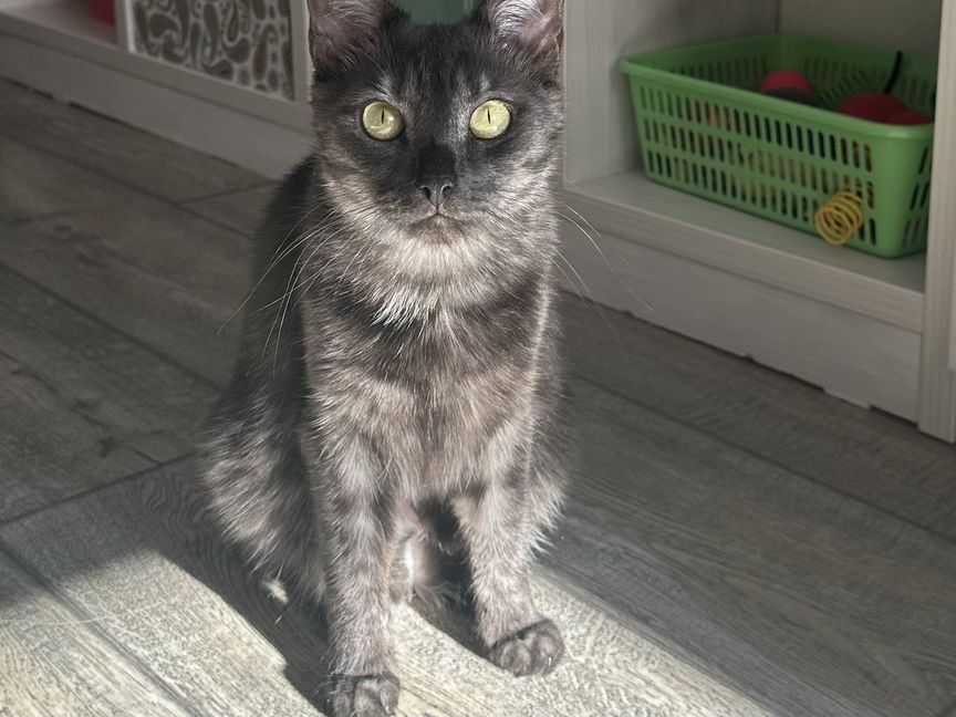 Гаечка ищет заботливую семью