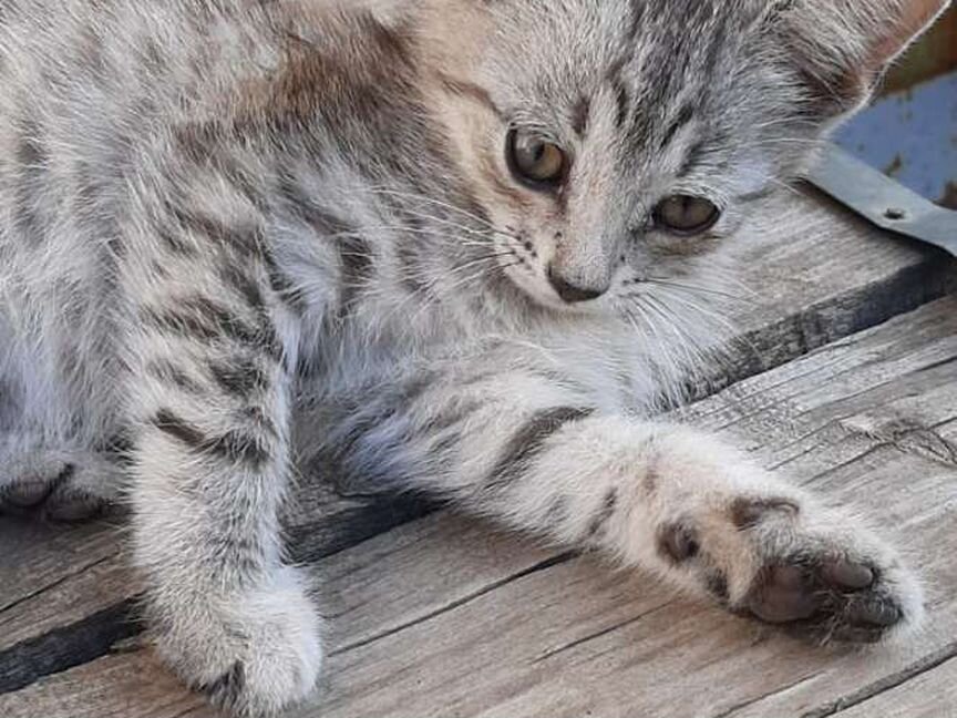 Котик Вискас