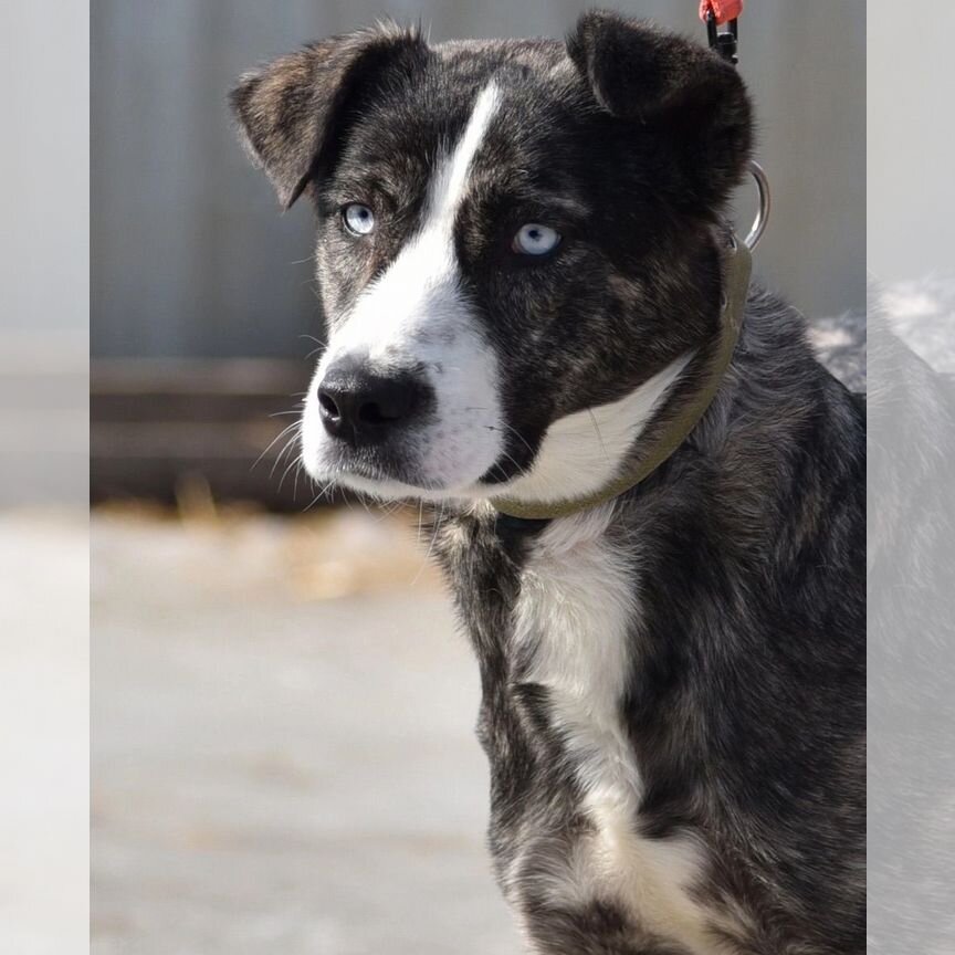 Собака в добрые руки