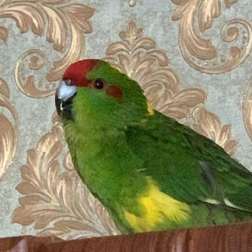 Попугай какарик