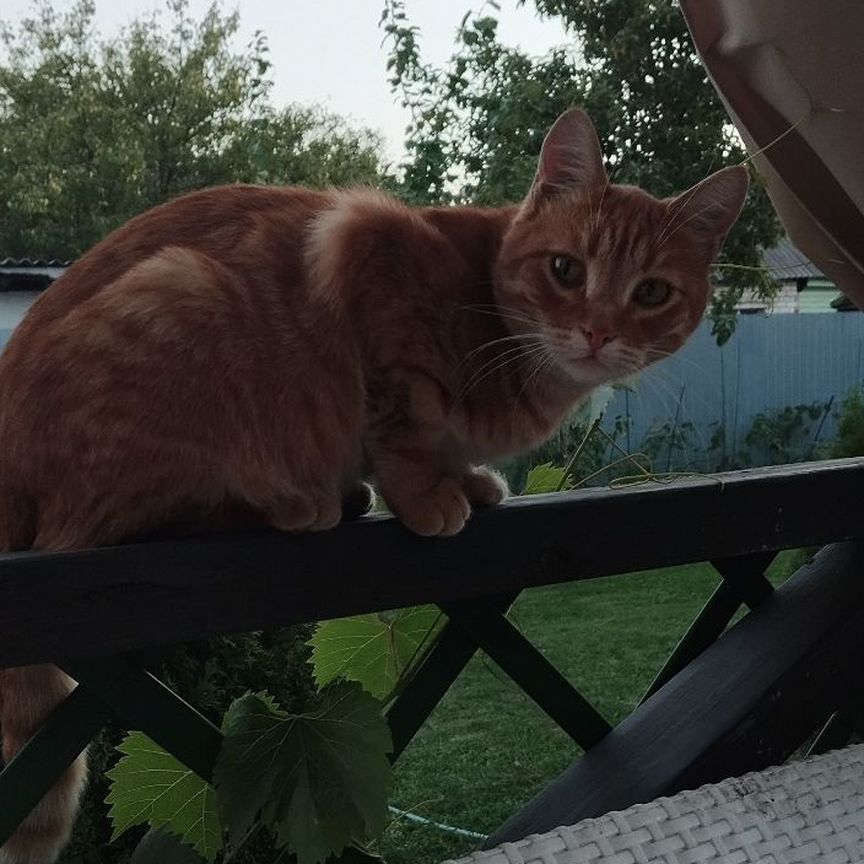 Люди, приютите котейку, очень ласковый