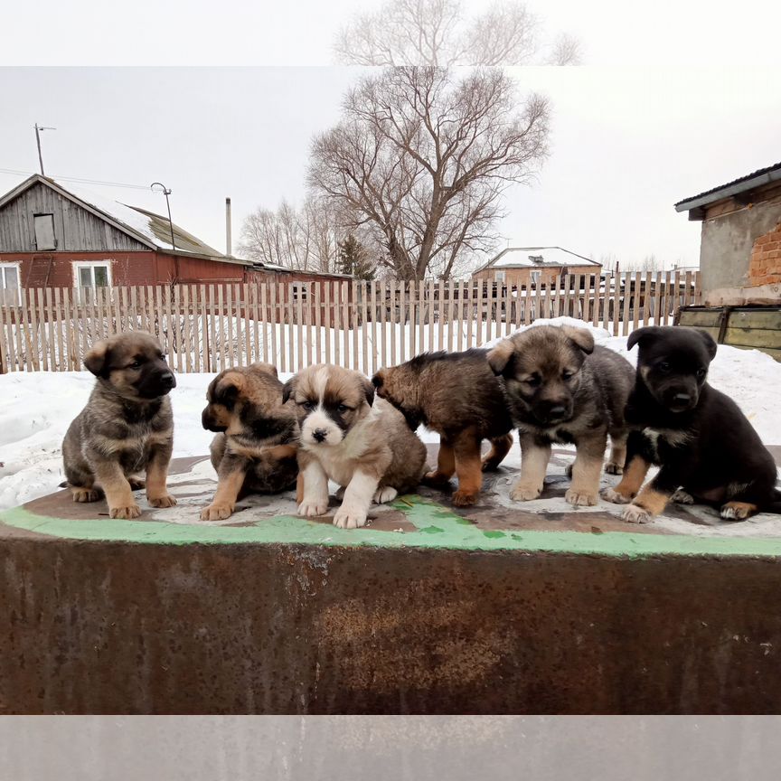 Отдам щенят в заботливые и добрые руки