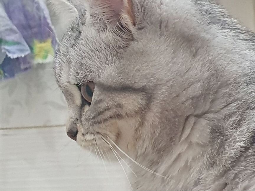 Британская кошка вязка