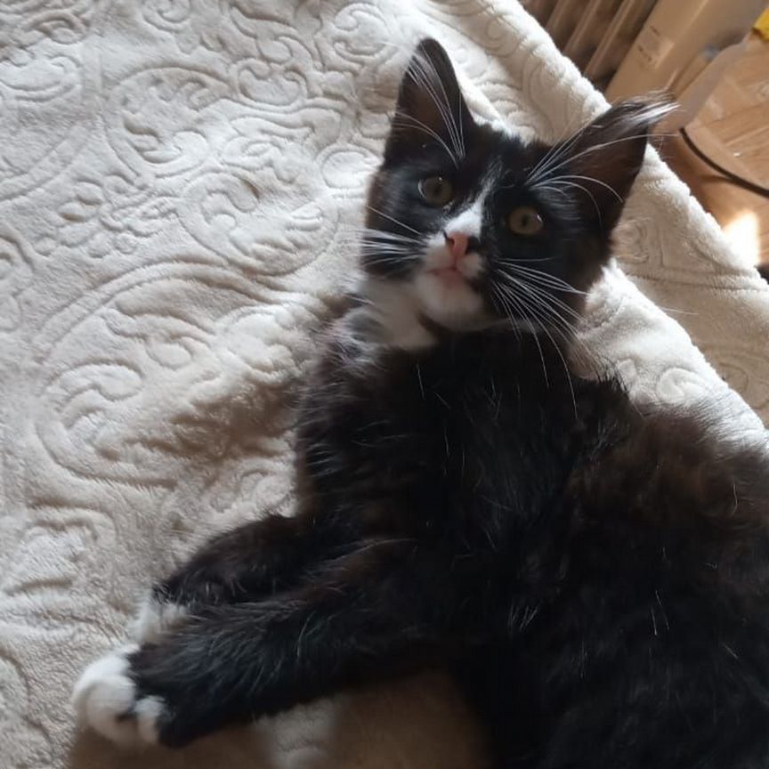 Котята отдам в добрые руки бесплатно