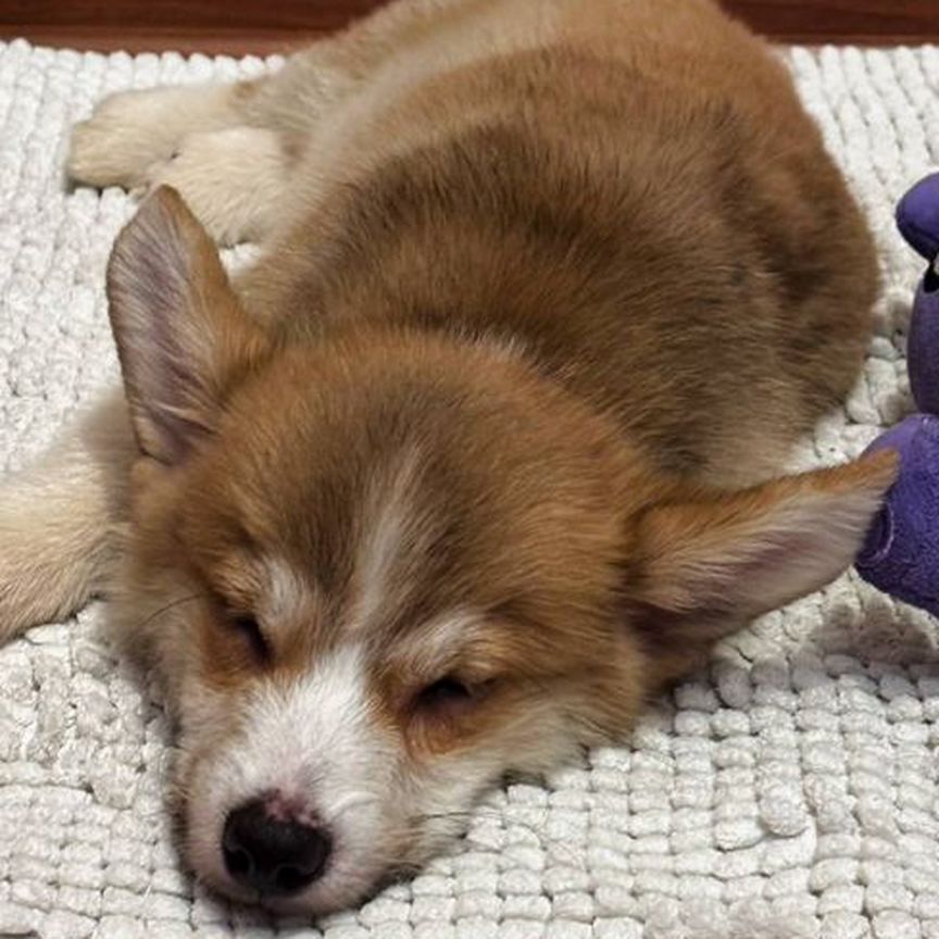 Вельш Корги Пемброк, щенок