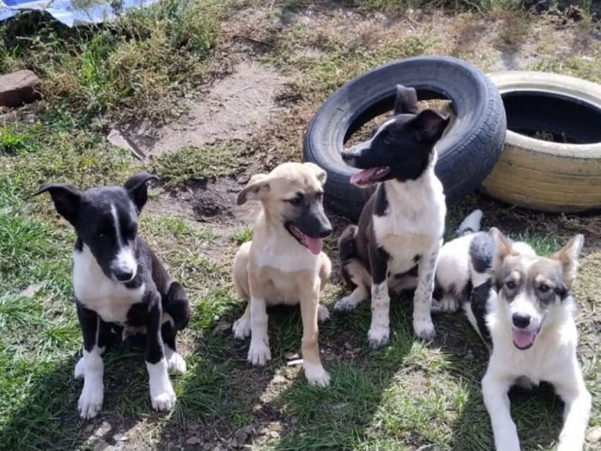 Щенки бесплатно