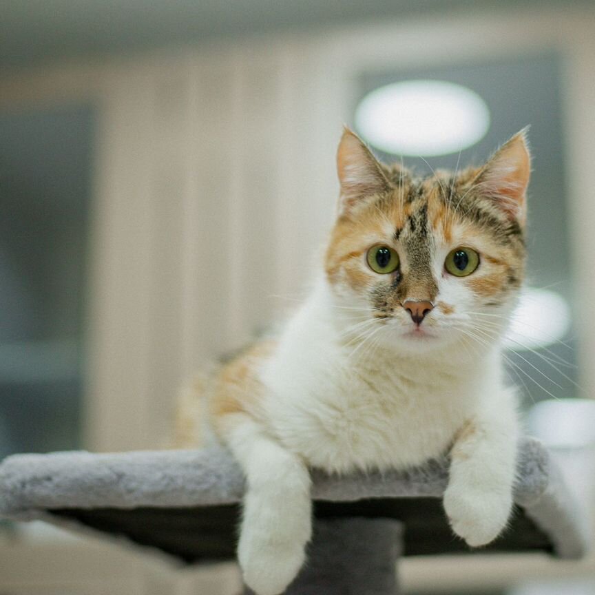 Взрослая, кошка в добрые руки