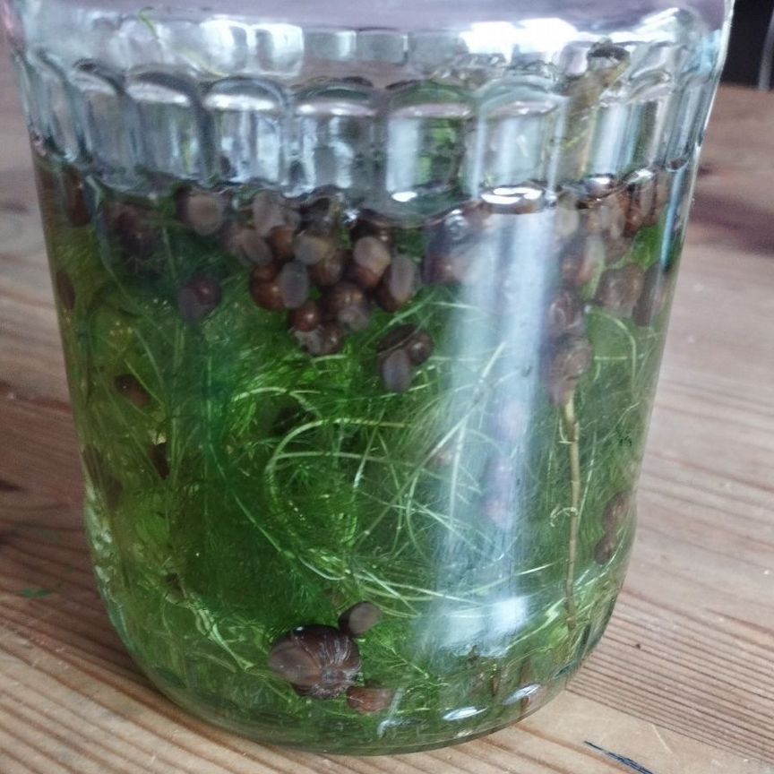 Улитки катушки