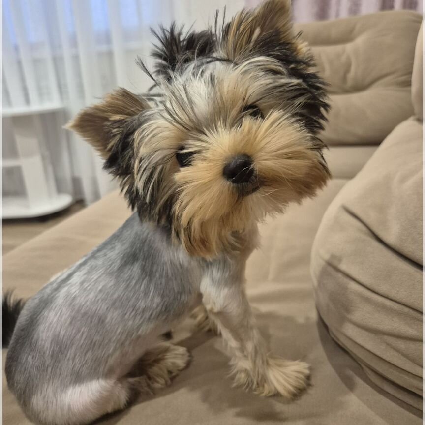 Йоркширский терьер, щенок