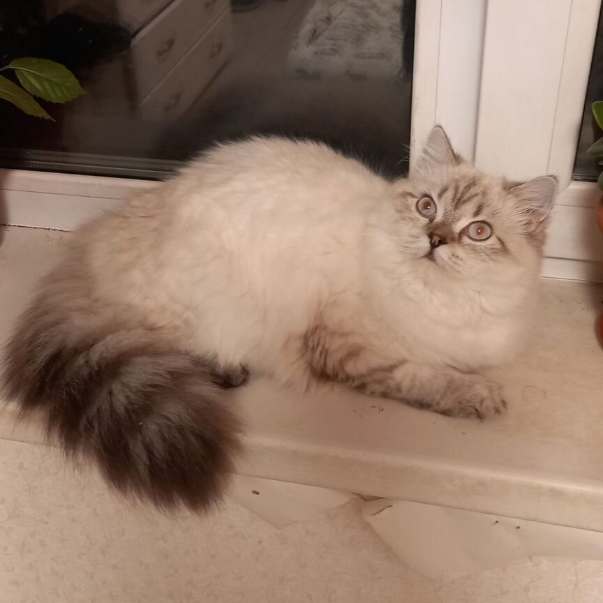 Невский маскарадный котёнок