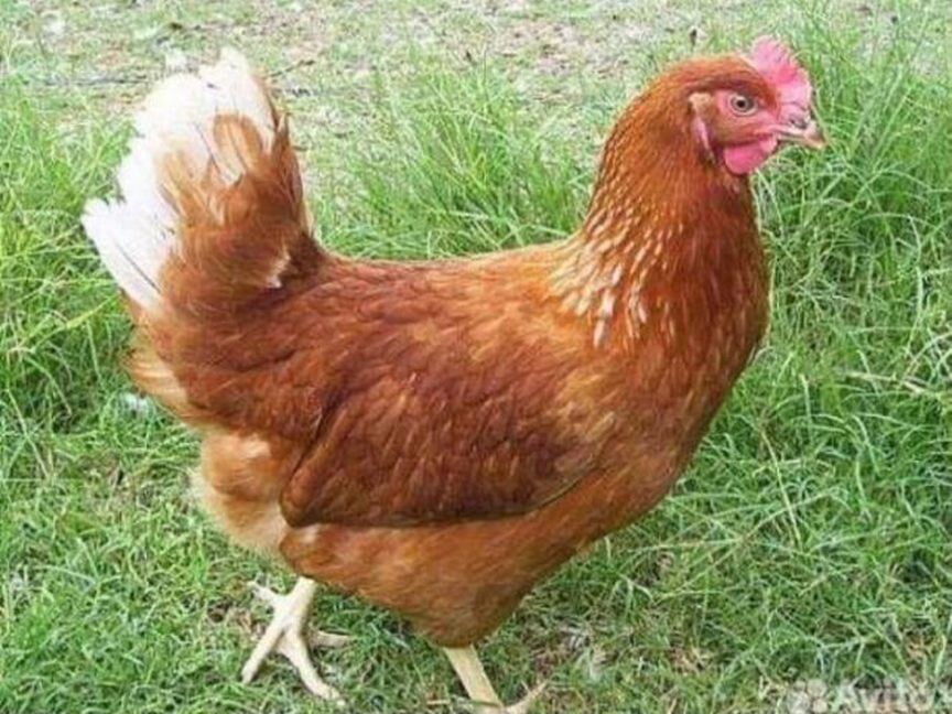 Цыплята суточные несушки