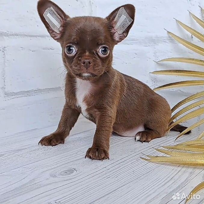 Чихуахуа обворожительная девочка