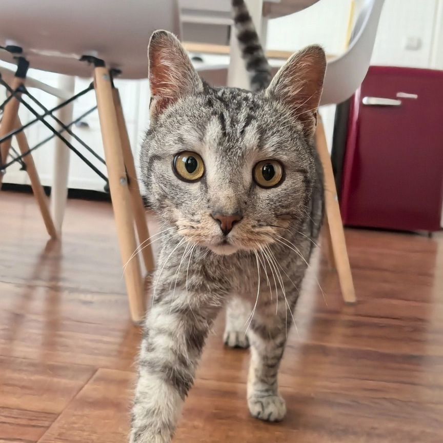 Шотландский кот