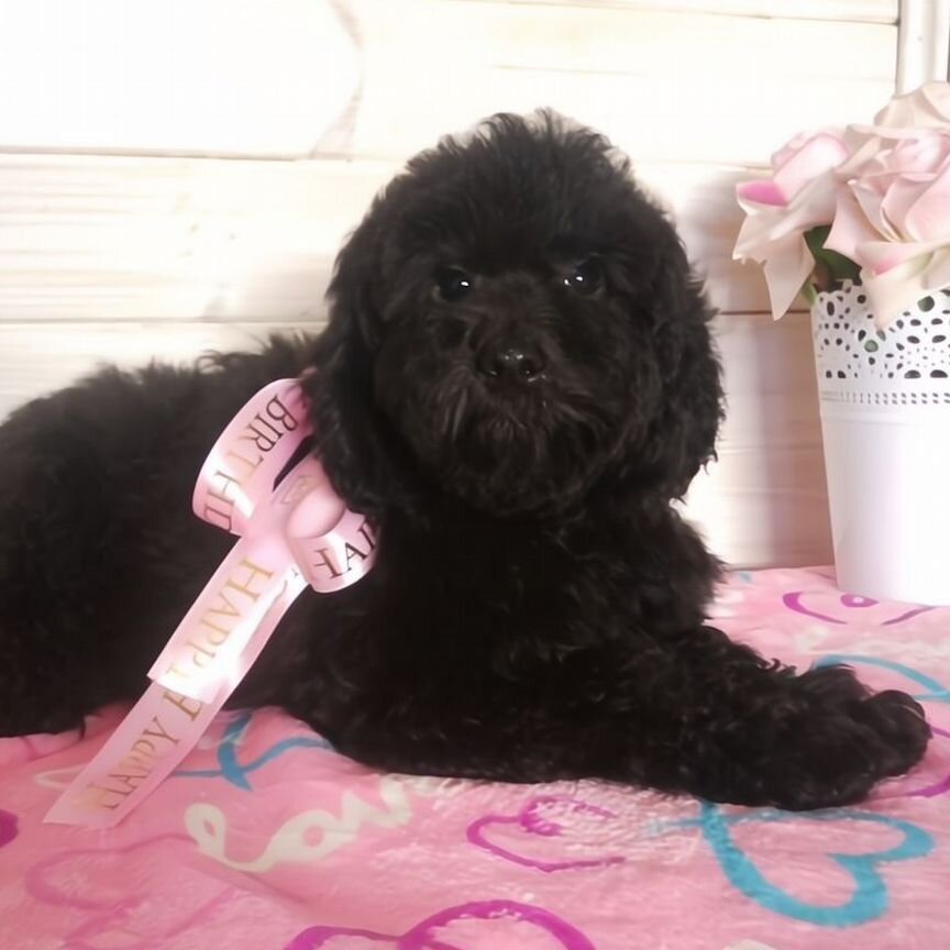 Пудель, щенок