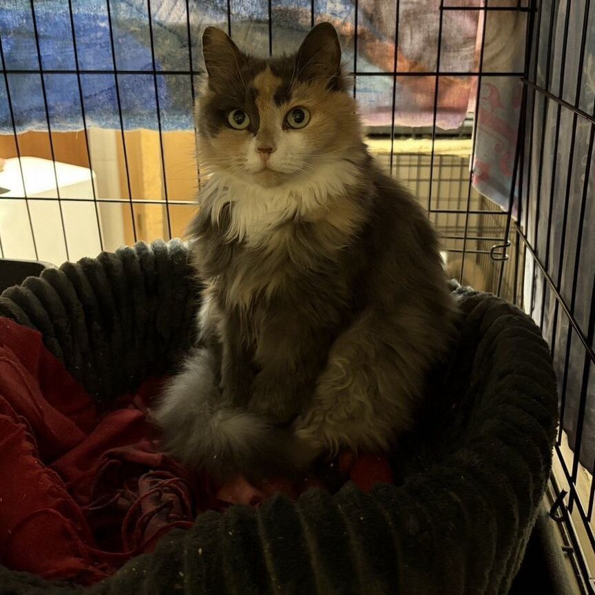 Взрослая, кошка в добрые руки