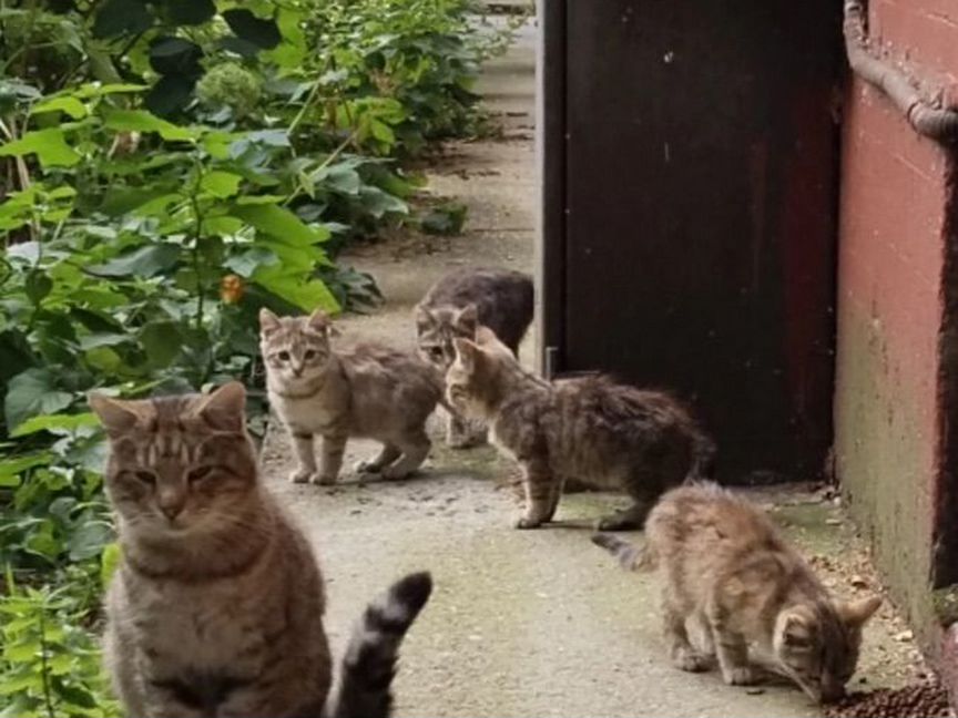 Подарите дом котятам