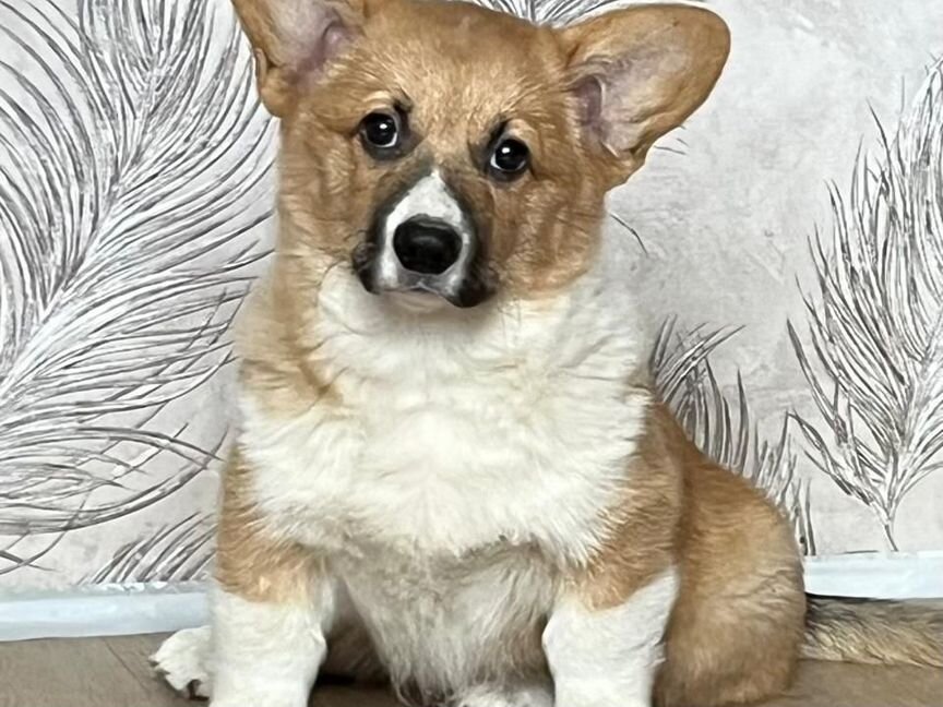 Вельш корги пемрок