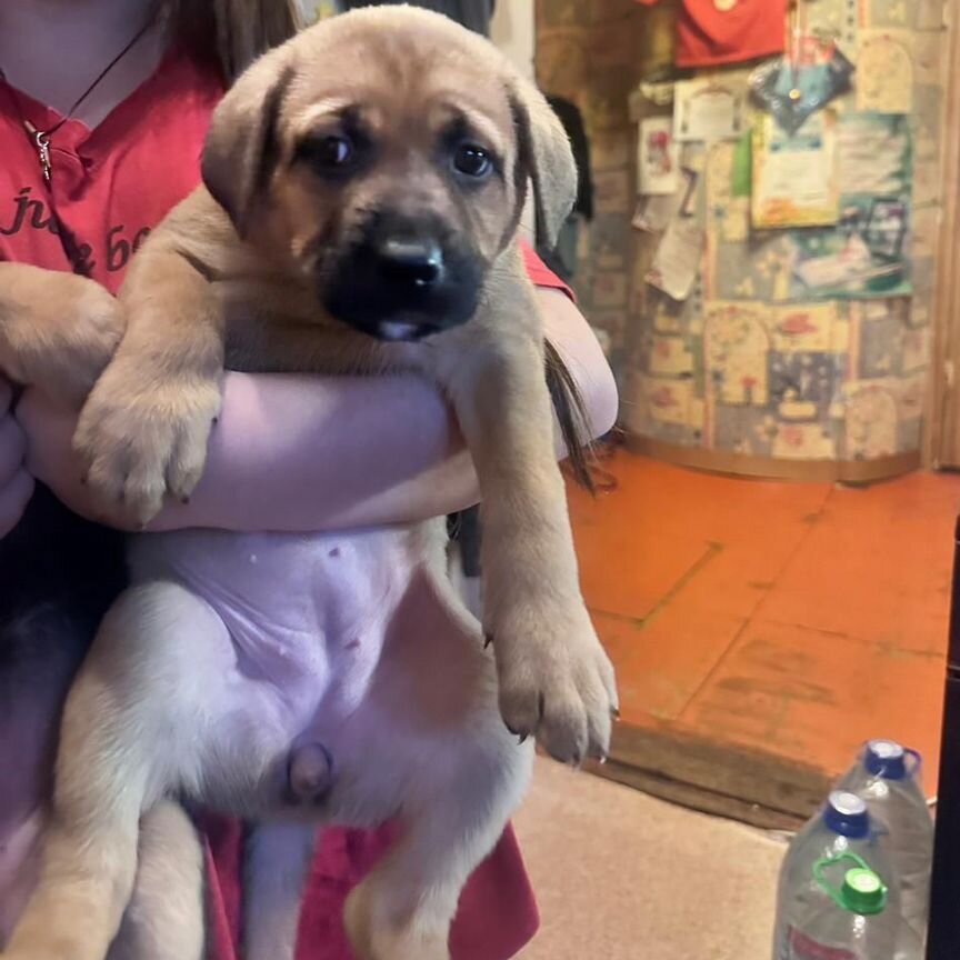 Кане-корсо, щенок