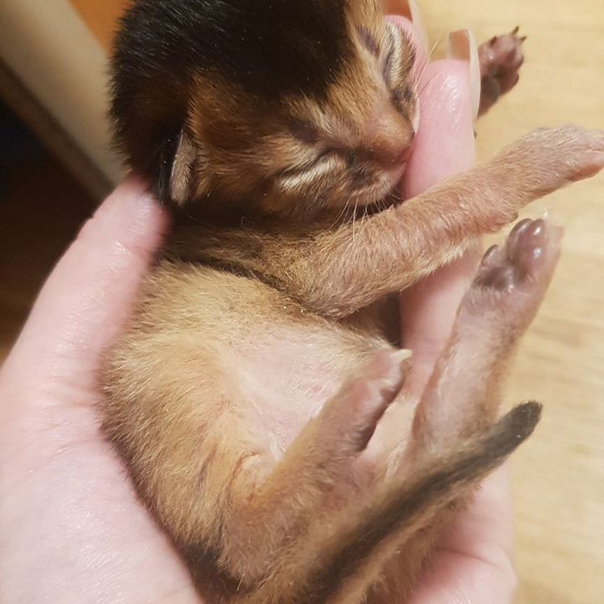Абиссинские котята