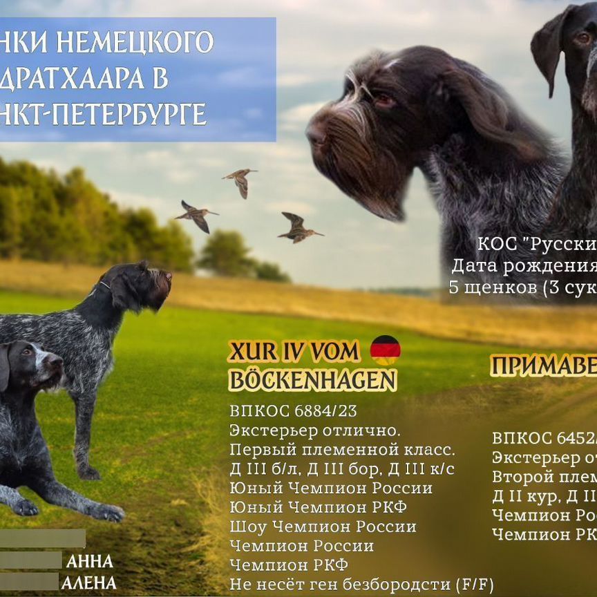 Щенки дратхаара