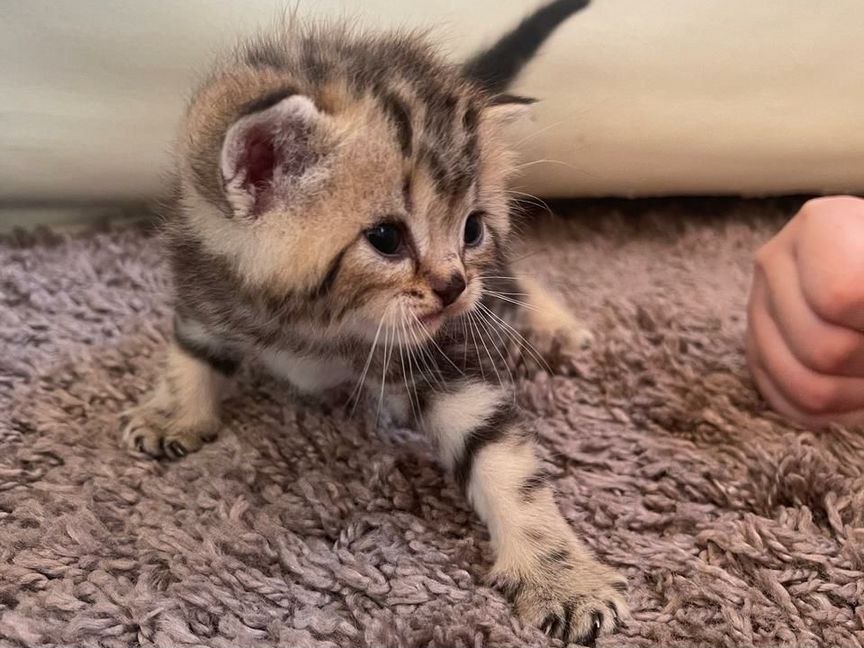 Кошка