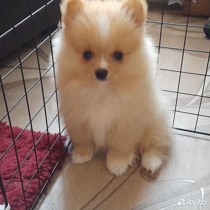 Продаётся щенок 2 мес мальчик