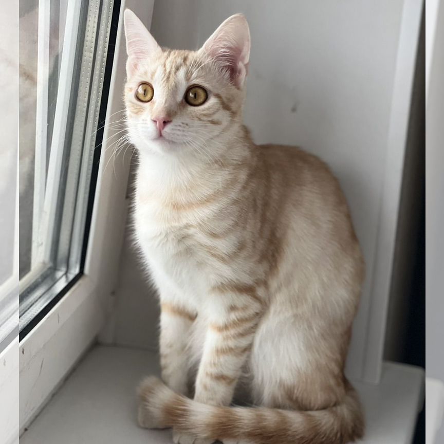 Кошечка 7 месяцев