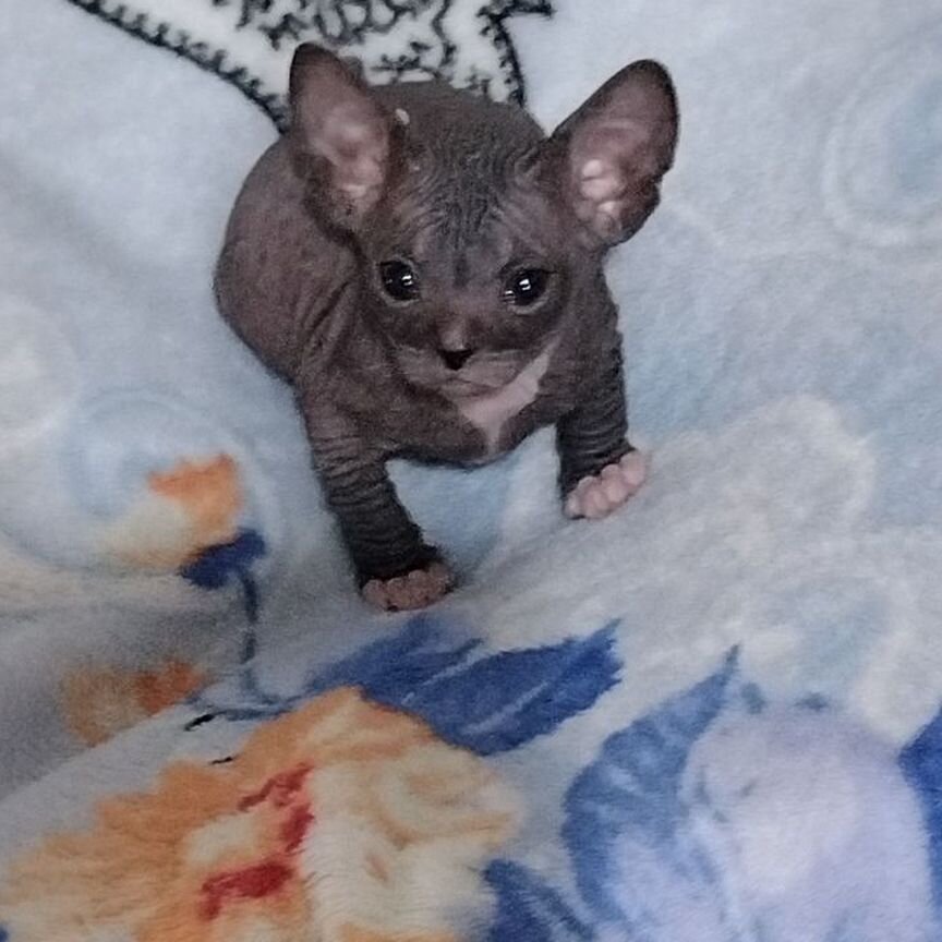 Донской сфинкс котёнок