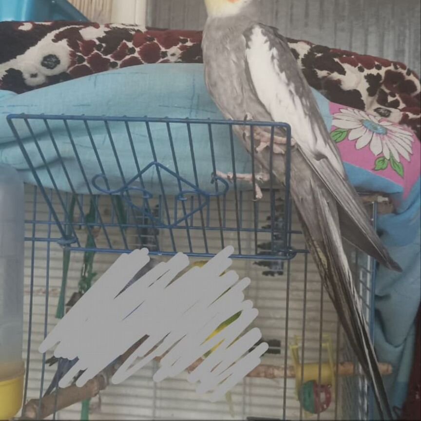 Попугай корелла. Самец, 2 года. Без клетки