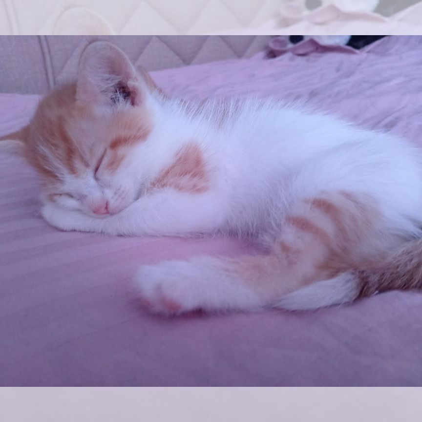 Рыжий котенок
