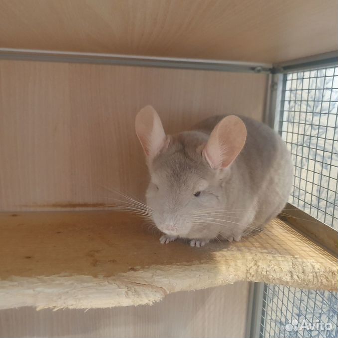 Отдам шиншиллу в хорошие руки
