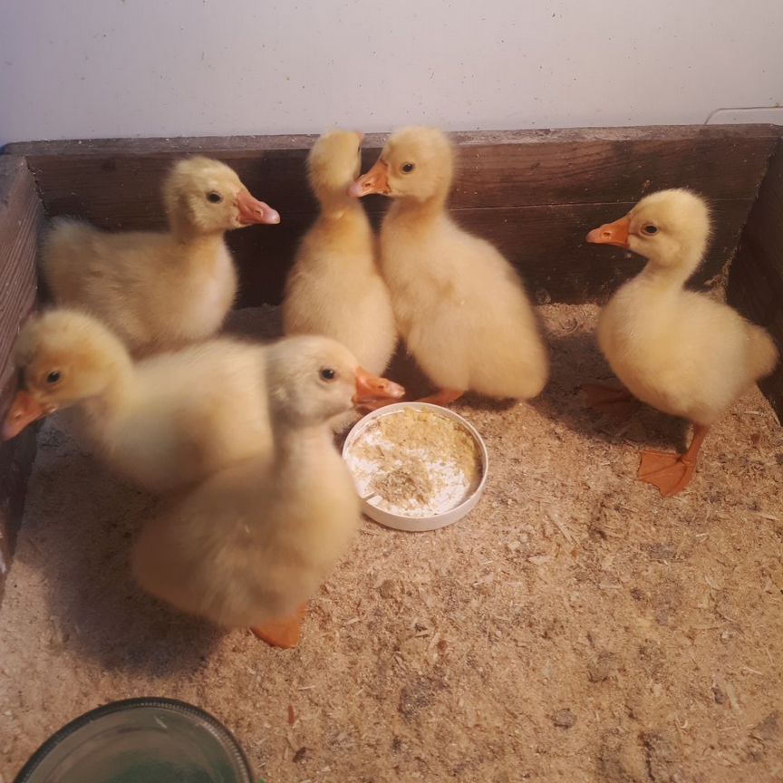 Гусята породы линда