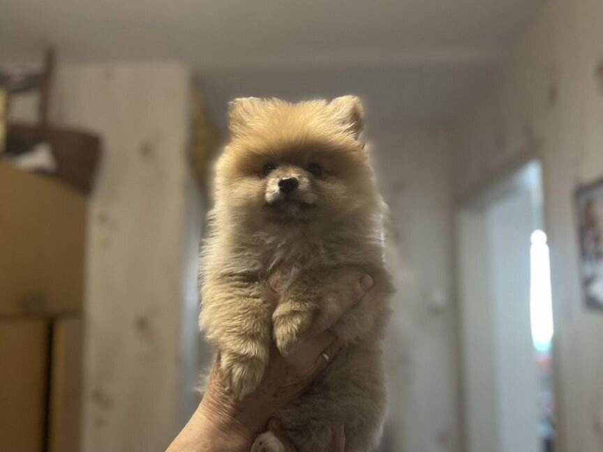Продам померанского шпица
