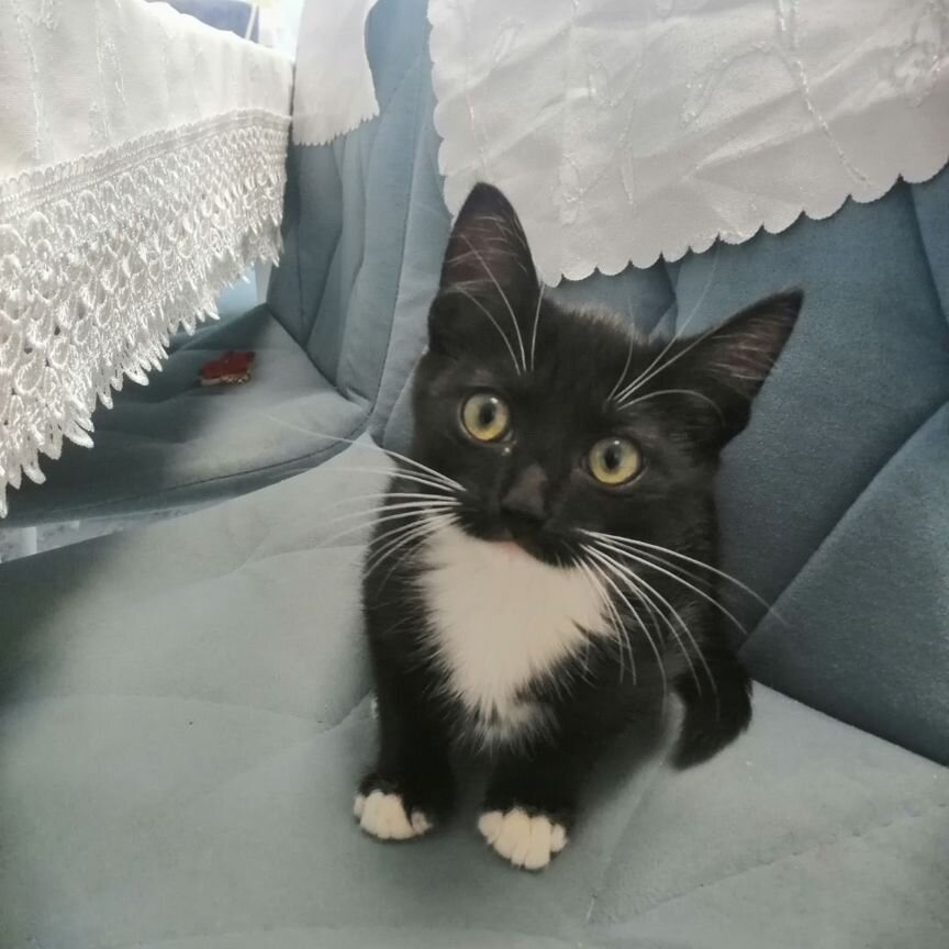 Котёнок темно коричневый