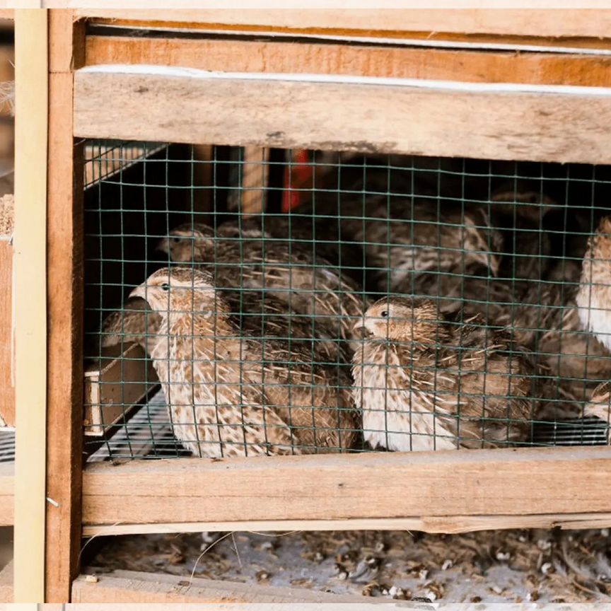 Перепела с гарантией