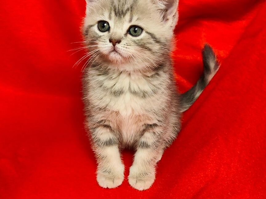 Шотландские котята